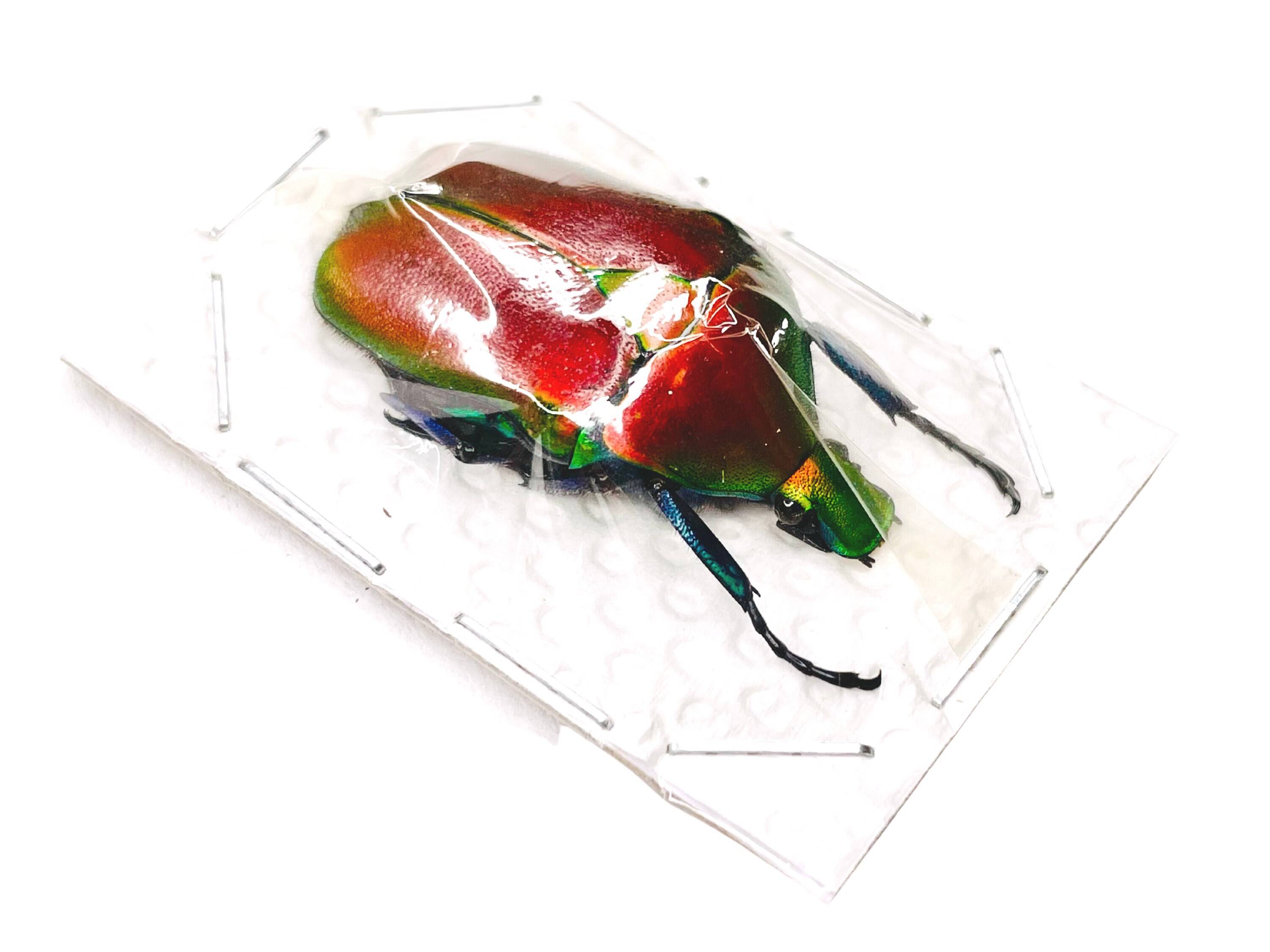 Red Scarab Beetle Torynorrhina flammea flammea Real Insect | Etsy