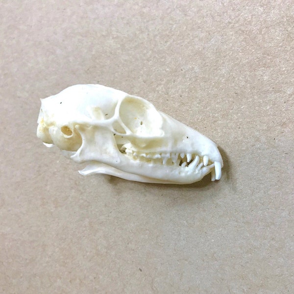 Skeleton Taxidermy - Etsy