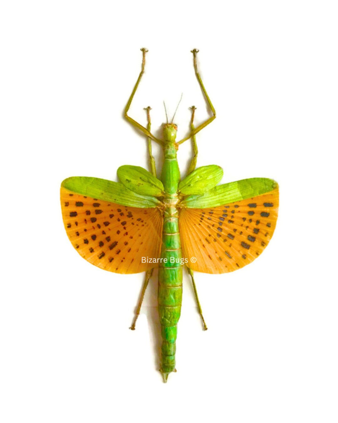 Giant Winged Walking Stick Insect Paracyphocrania Major Spread Female ...