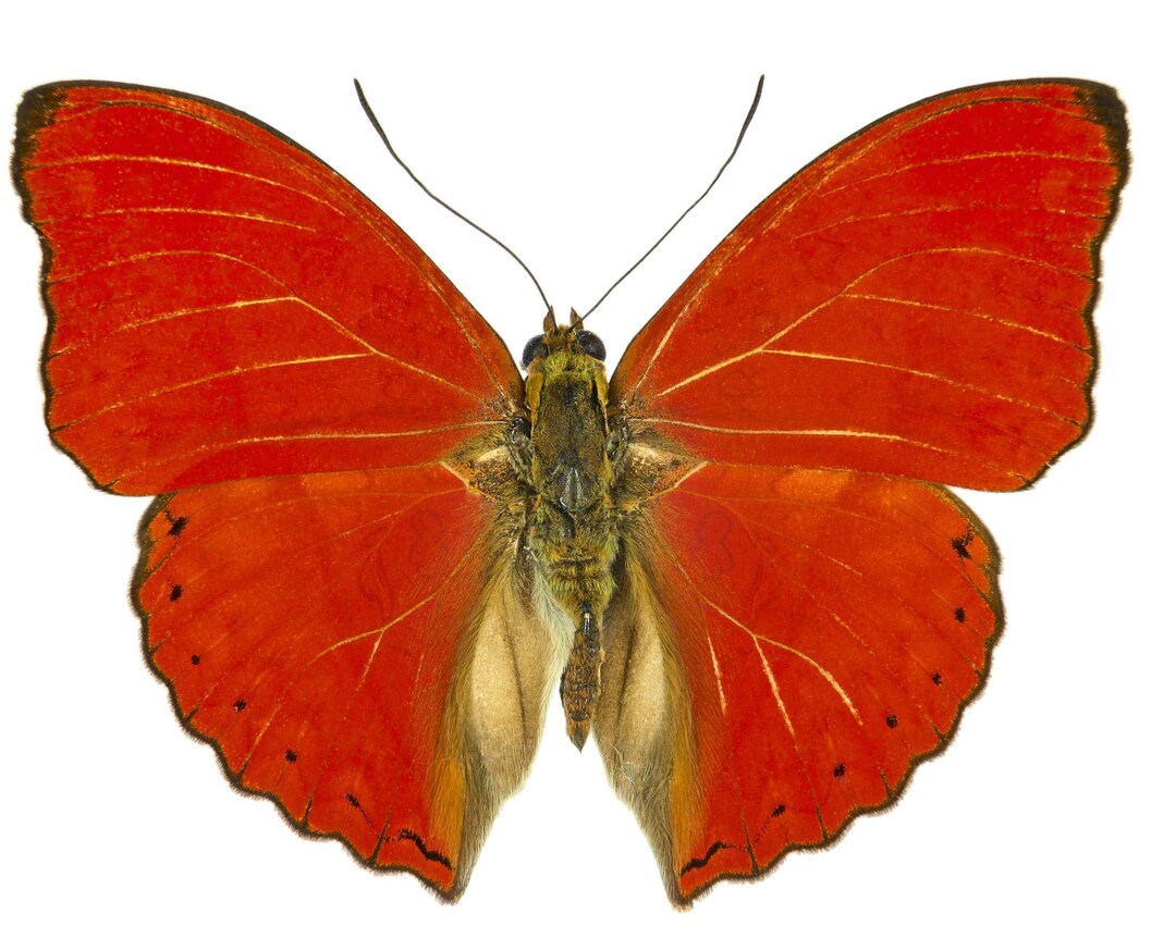 Blood-red Glider Butterfly Cymothoe Sangaris Male Folded Real Insect ...