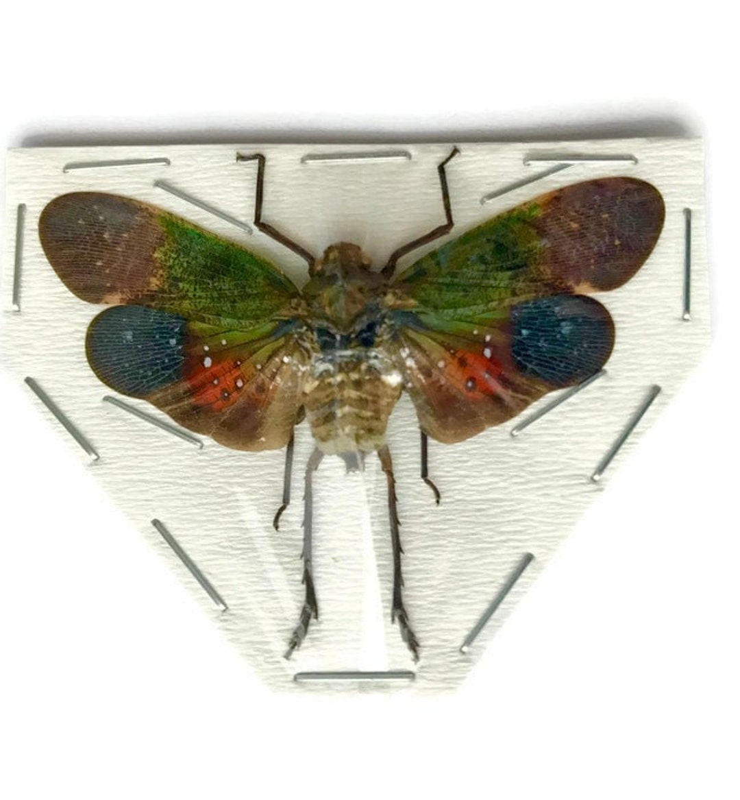 Lanternfly Penthicodes Farinosa Peleng Spread Real Insect Taxidermy 10 ...