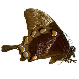 Blue Emperor Swallowtail Butterfly Papilio Ulysses Ulysses Spread or ...