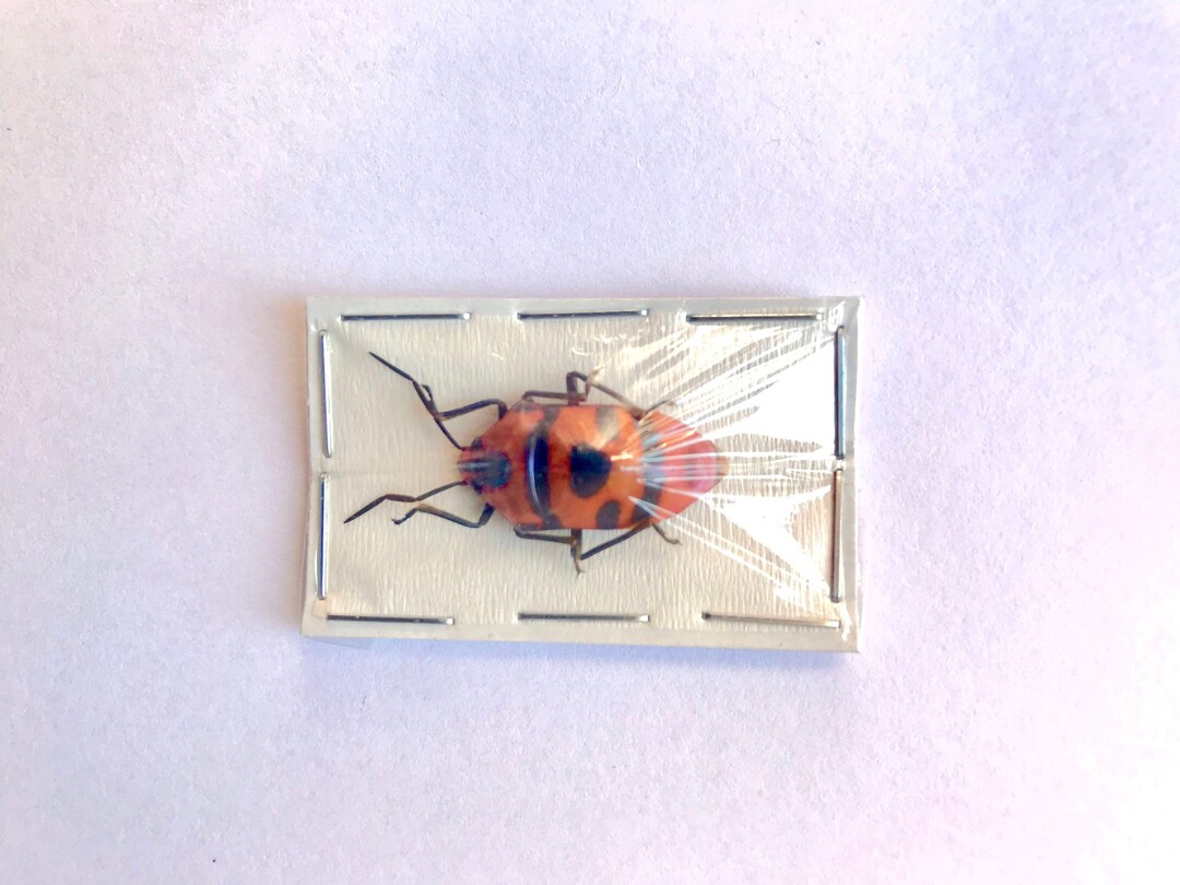 Clown Face or Man Face Stinkbug Stink Bug Eucorysses Javanus Real ...