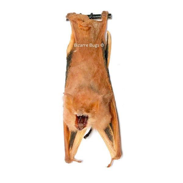 Bat Taxidermy - Etsy