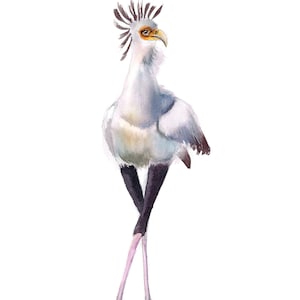 Secretary Bird Art Print Watercolor Painting Minimalist Art - Etsy