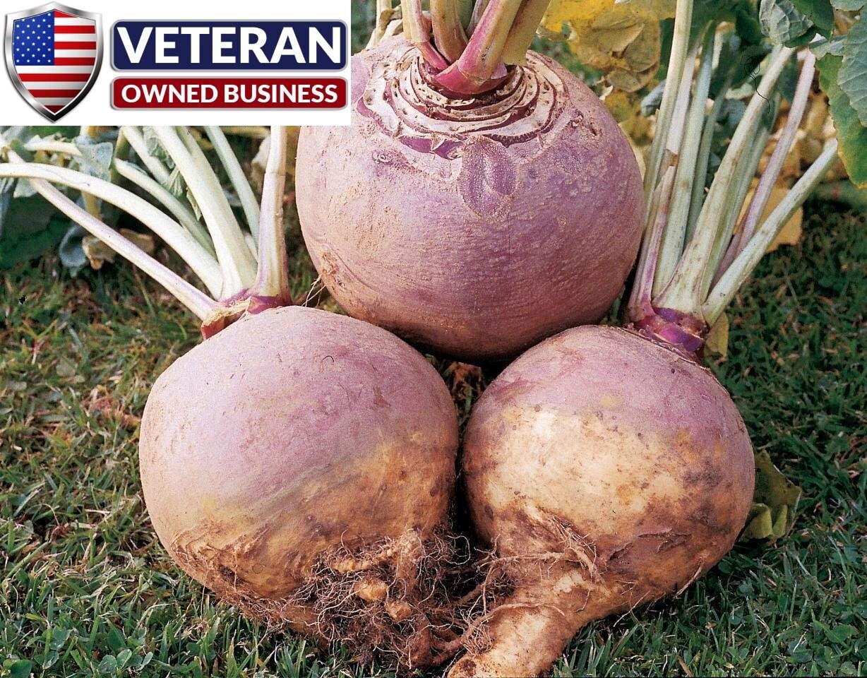 Home & Living Outdoor & Gardening Rutabaga Purple Top Heirloom Fresh ...