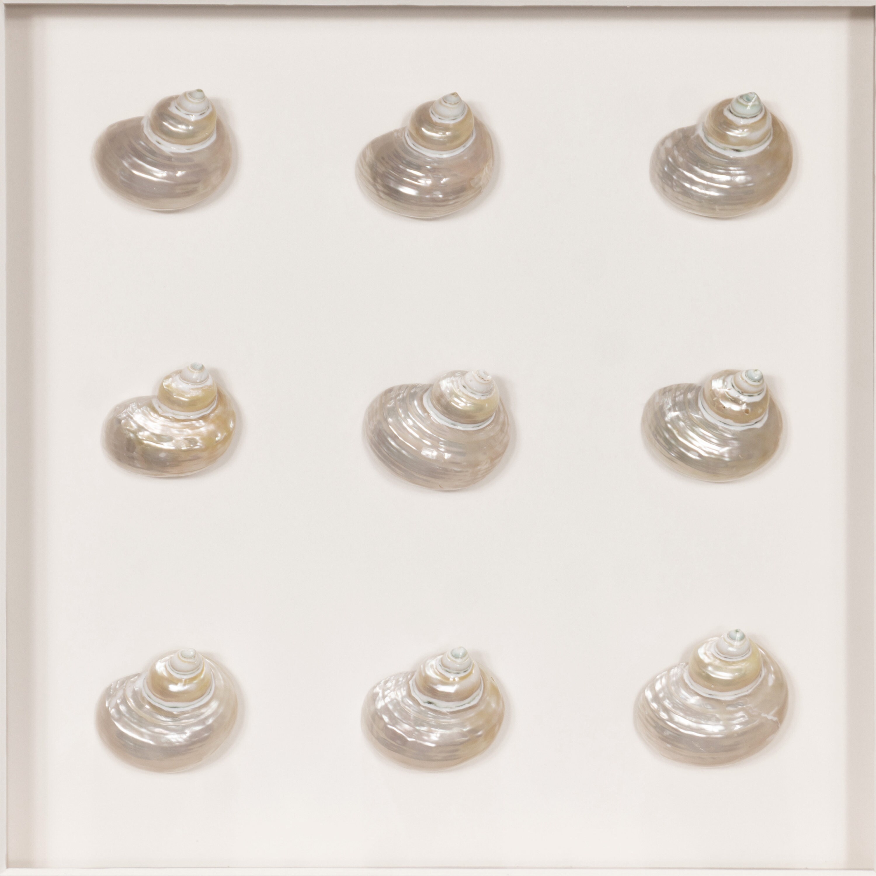 Yudeco Pearlescent Sea Shell Shadow Box Wall Decor (MS47772A) - Etsy