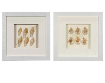 Shell Shadow Box Wall Art - Etsy