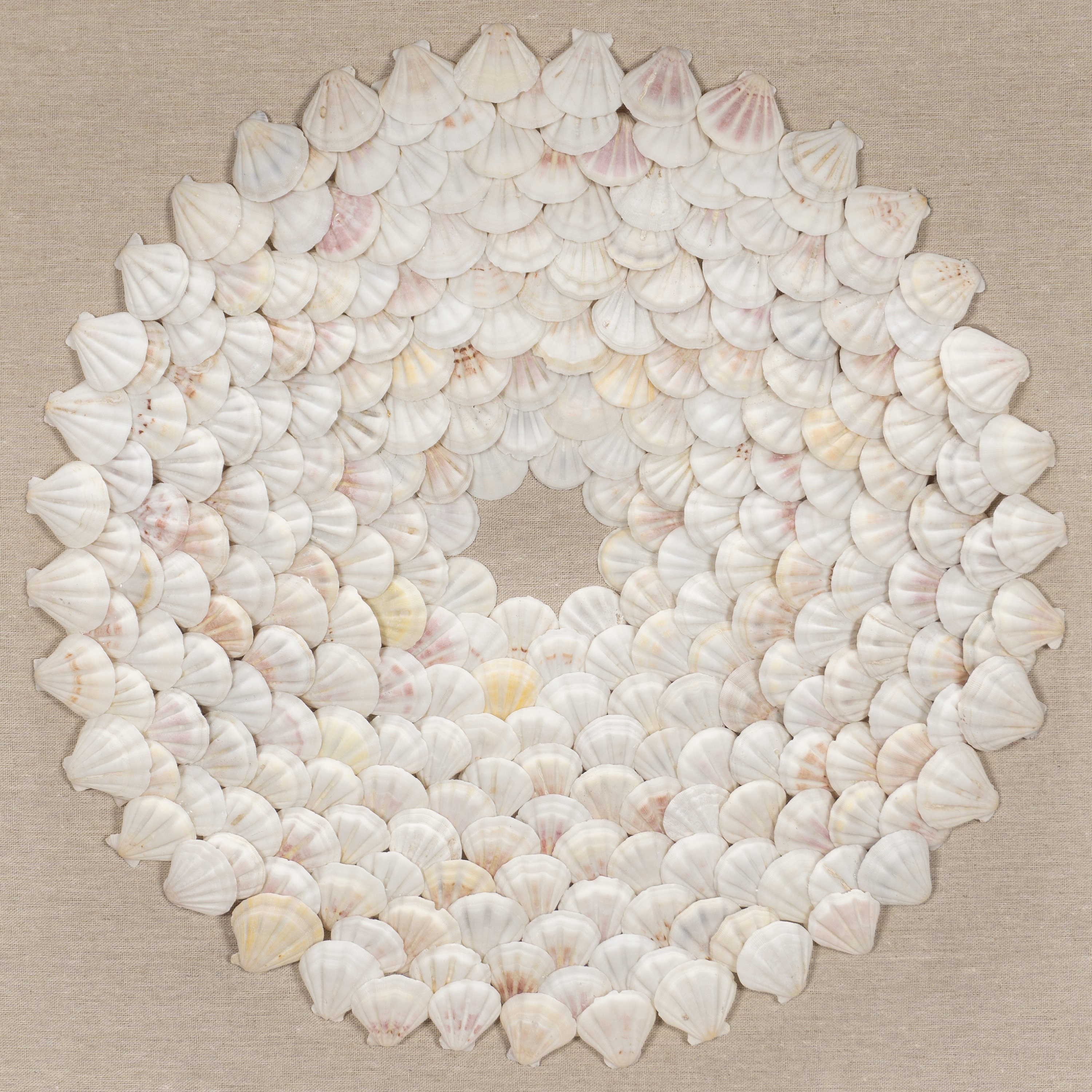HUJI Mini Scallop Shells Shadow Box Wall Décor MS56275B - Etsy