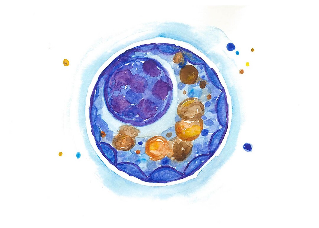 Custom Embryo Watercolor Painting - Etsy