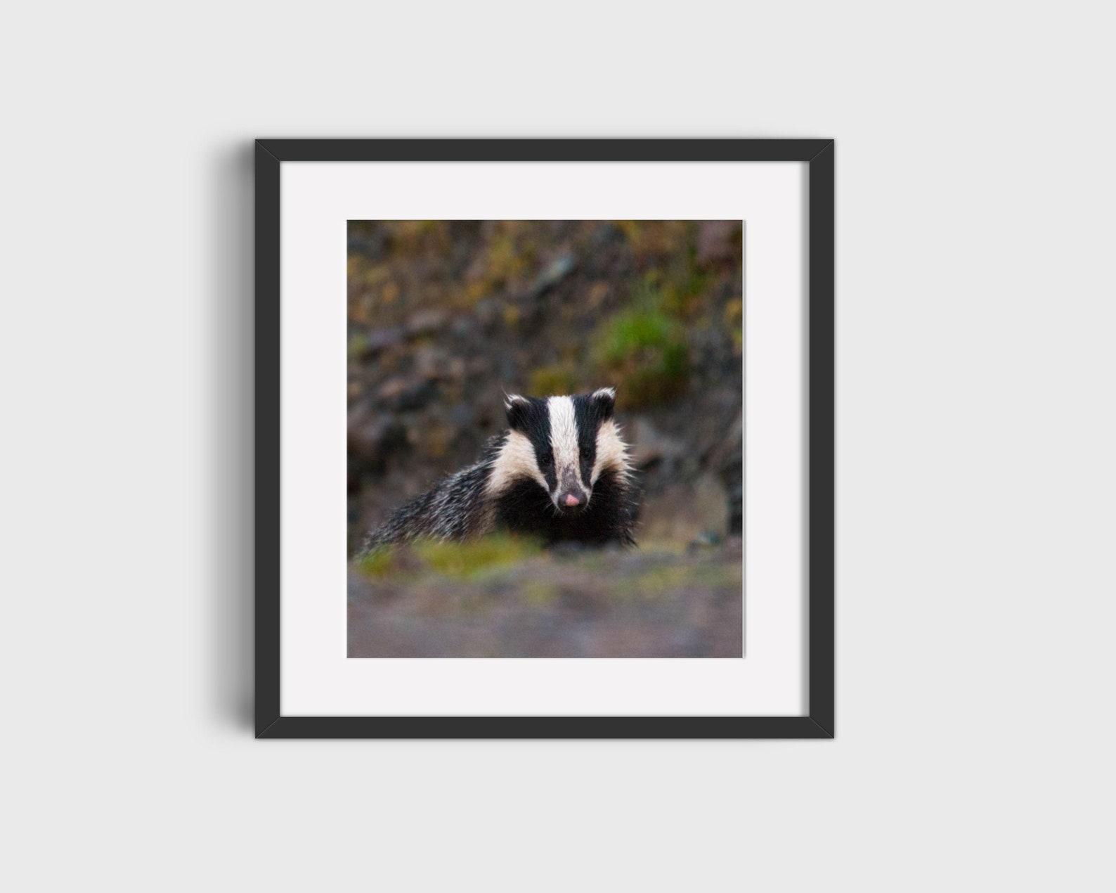 Badger in Scotland Fine Art Photography Wall Art Poster - Etsy