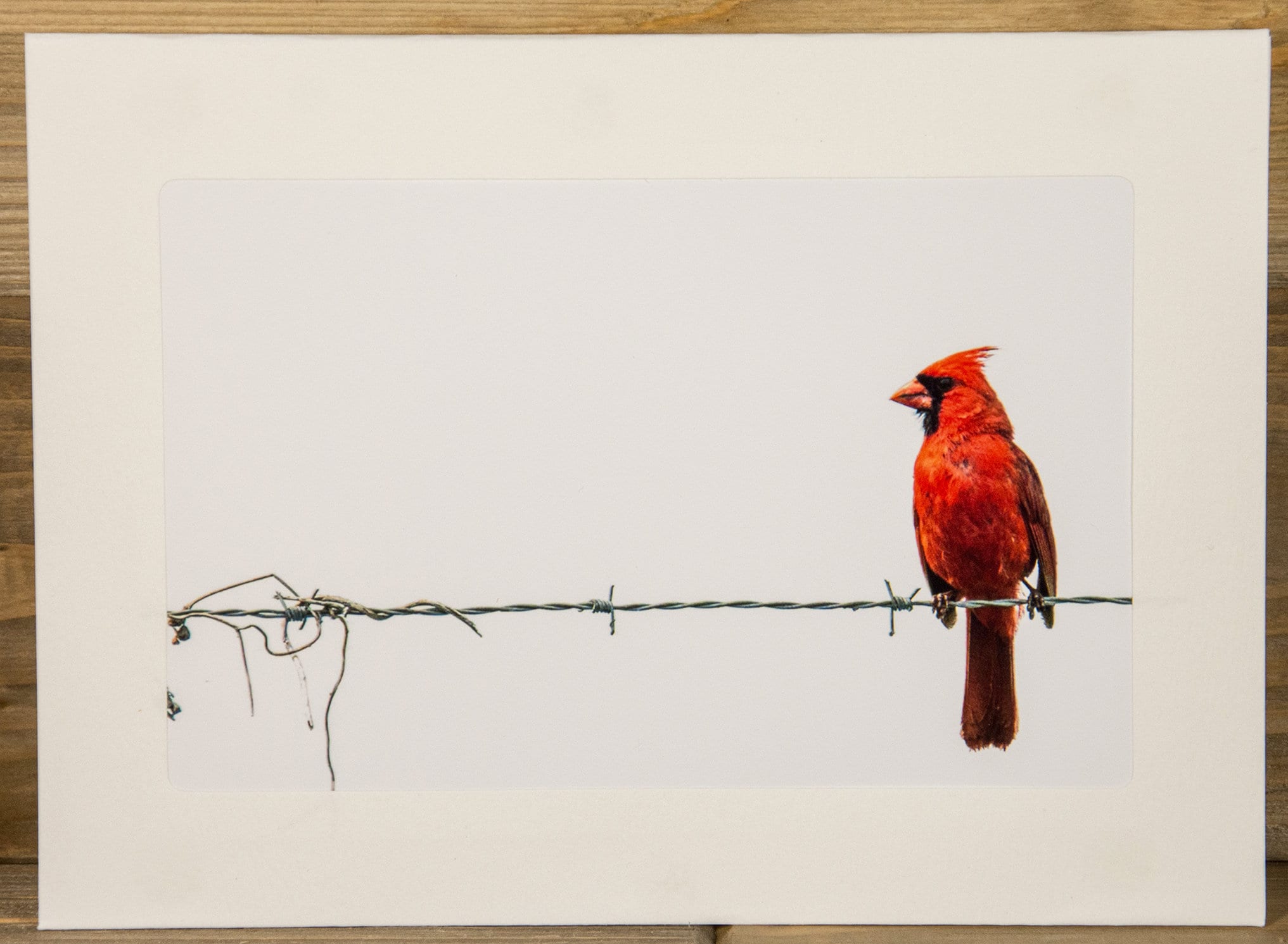 Cardinal Sitting on A Wire Photo Greeting Card (5x7) - 3010 - Etsy