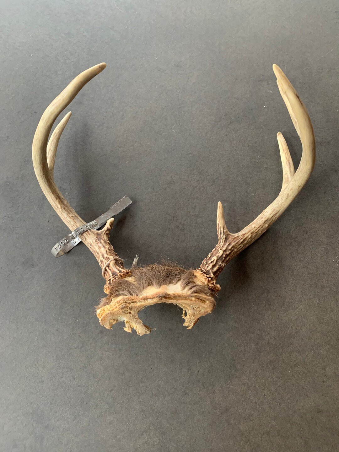 Whitetail Deer Antlers 7 Point Buck Antlers - Etsy