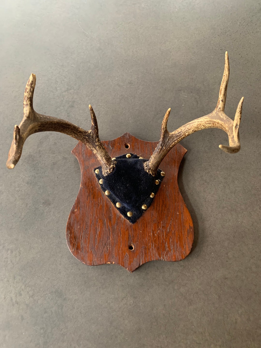 Mounted Whitetail Deer Antlers 7 Point Buck - Etsy