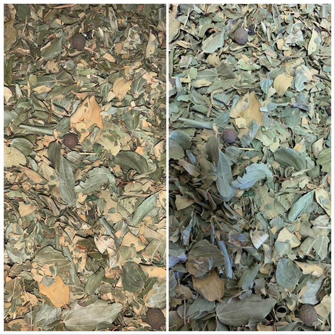 Organic Dry Sidr/lote Tree Leaves/jujube Leaves/ziziphus - Etsy