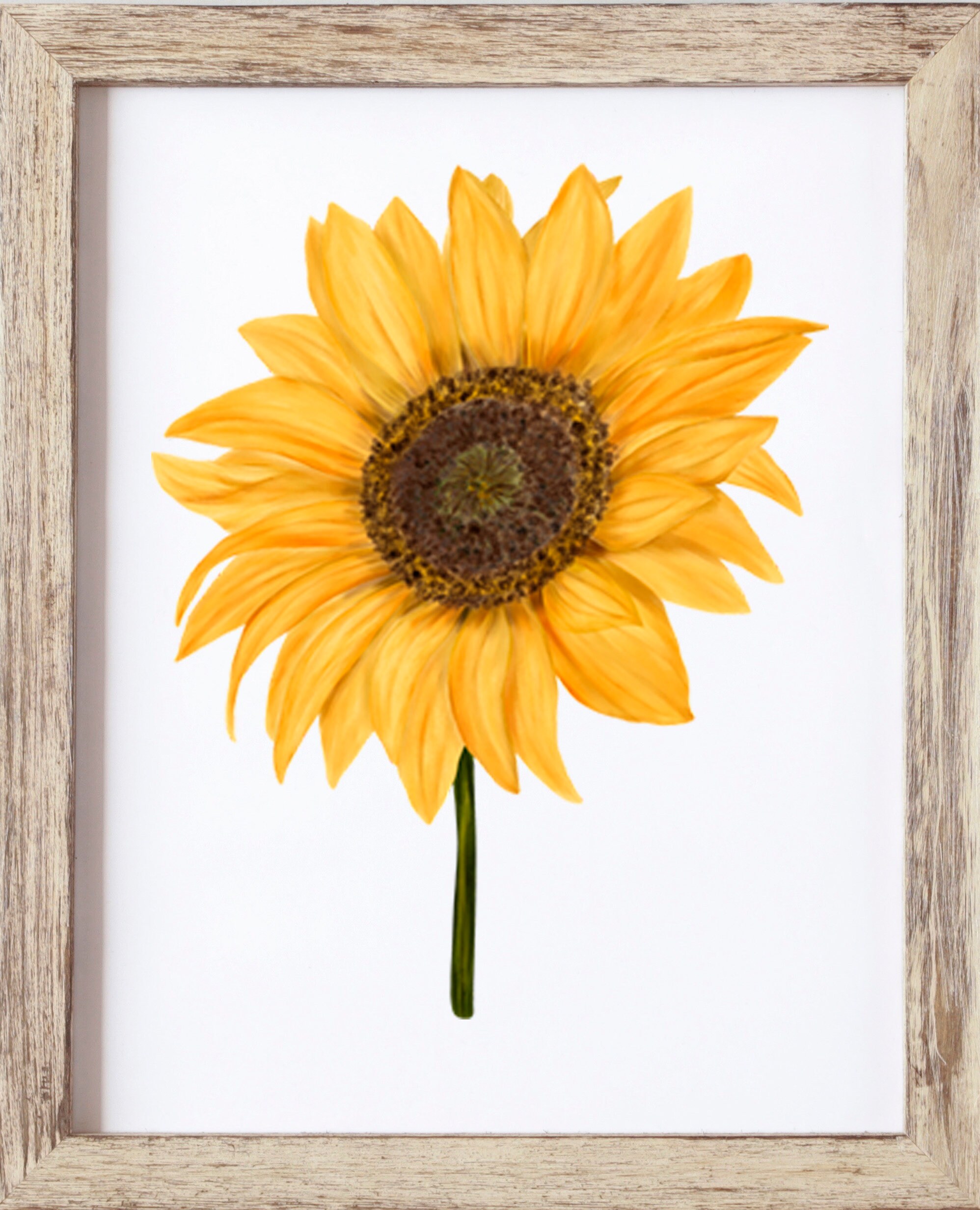 Sunflower Print , Botanical Print , Sunflowers Wall Art , Flower Art ...