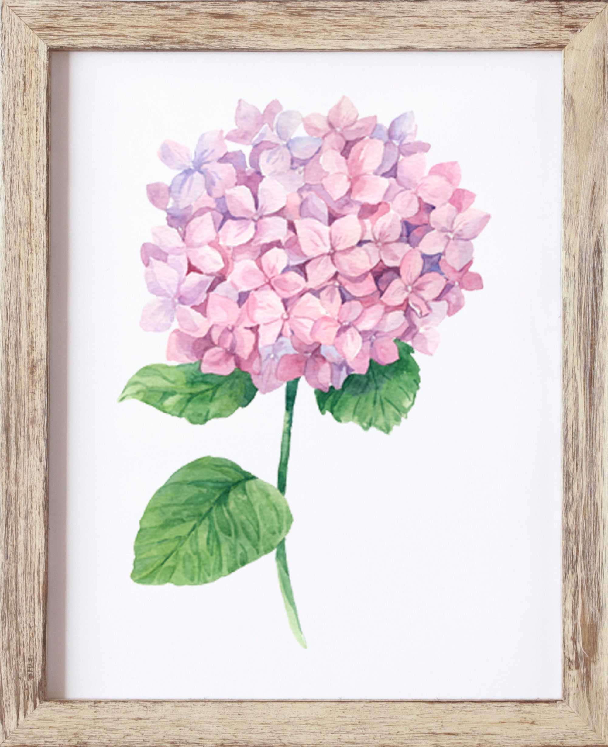 Hydrangea Print Botanical Print Hydrangea Wall Art | Etsy