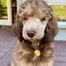 Personalized Gold Dog Tag Custom Engraved ID for Dogs Microchip ...