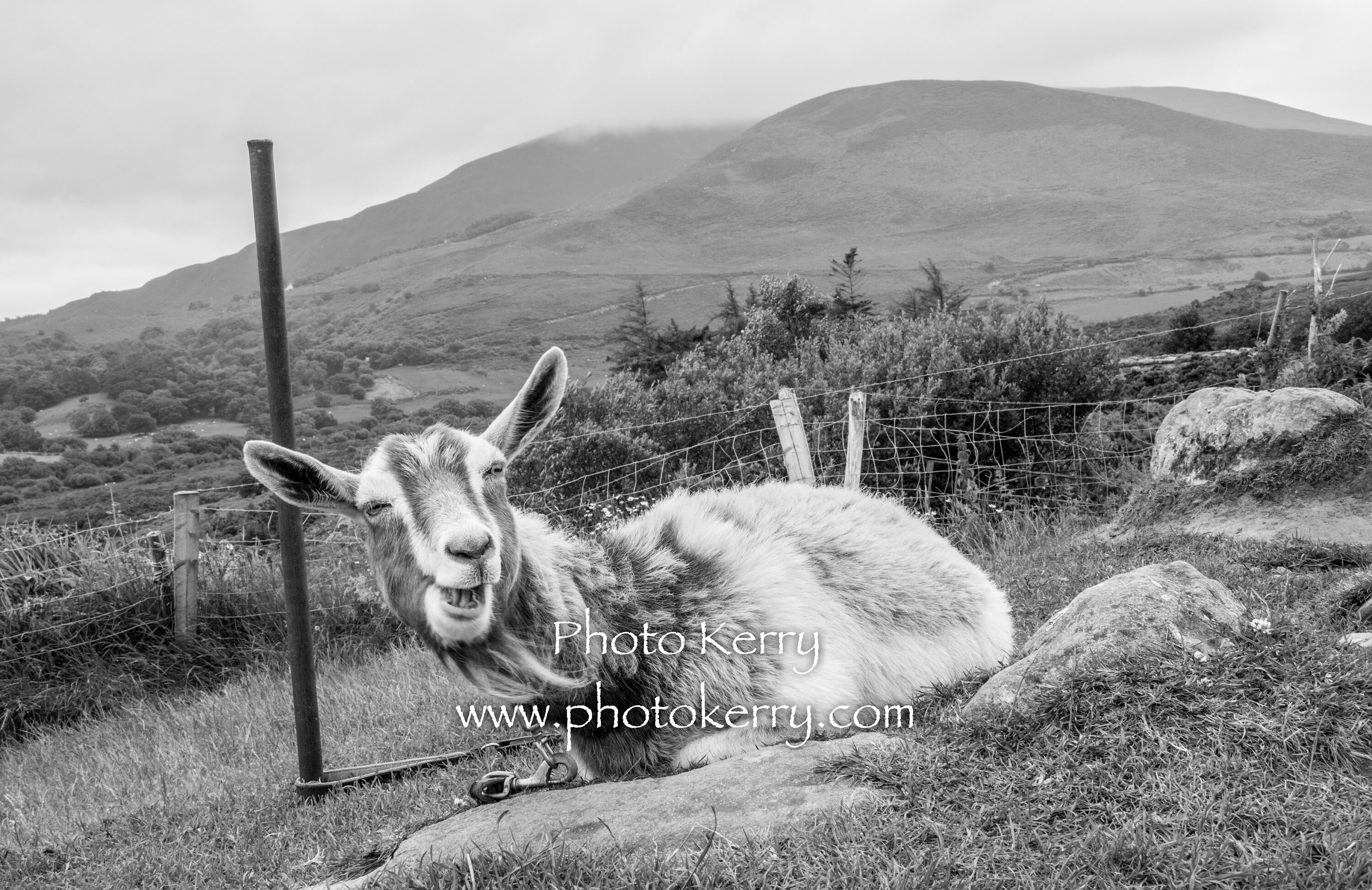 Mounted Photo of a Goat on the Ring of Kerry Ireland. Free Postage - Etsy