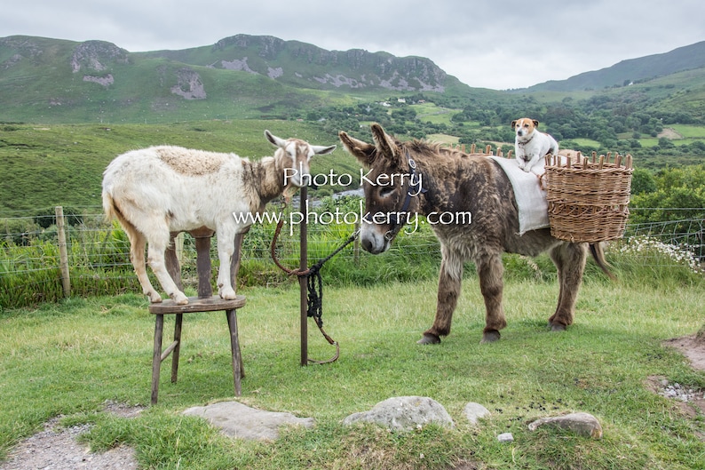 Mounted Photo of a Donkey, Goat and Dog on the Ring of Kerry, Ireland ...
