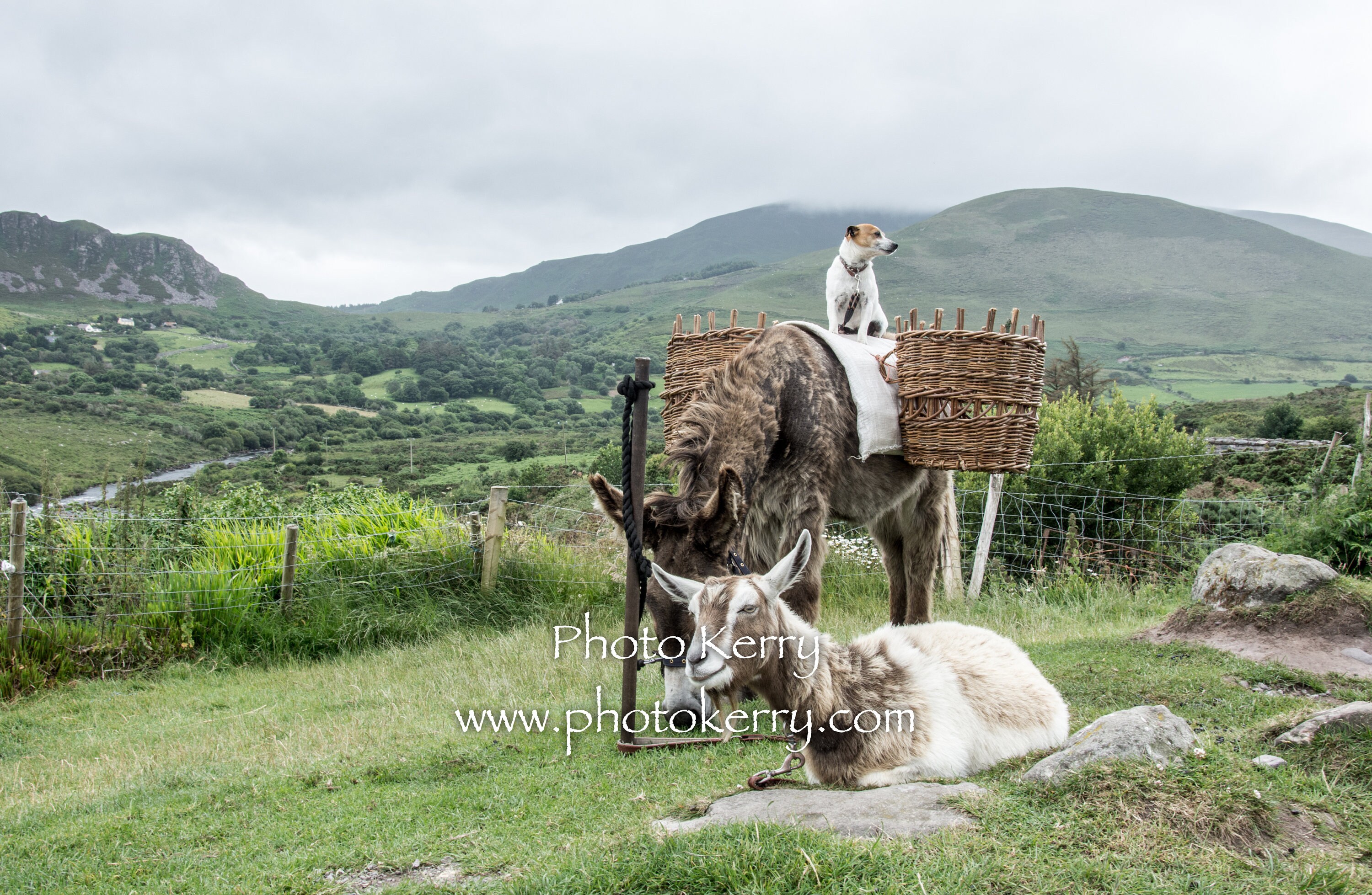 Mounted Photo of a Goat, Donkey and Dog on the Ring of Kerry Ireland ...