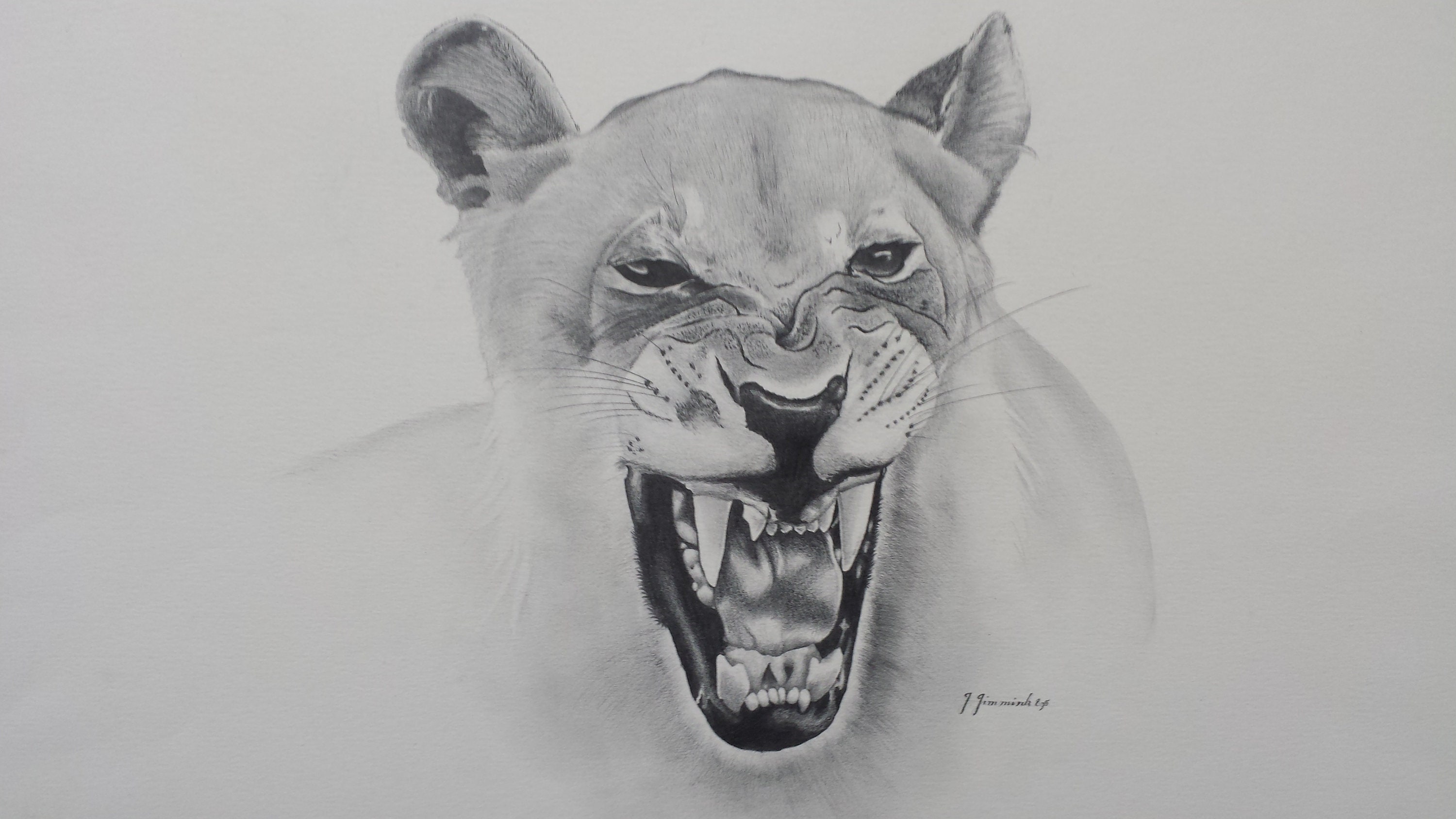Lioness Pencil Drawing