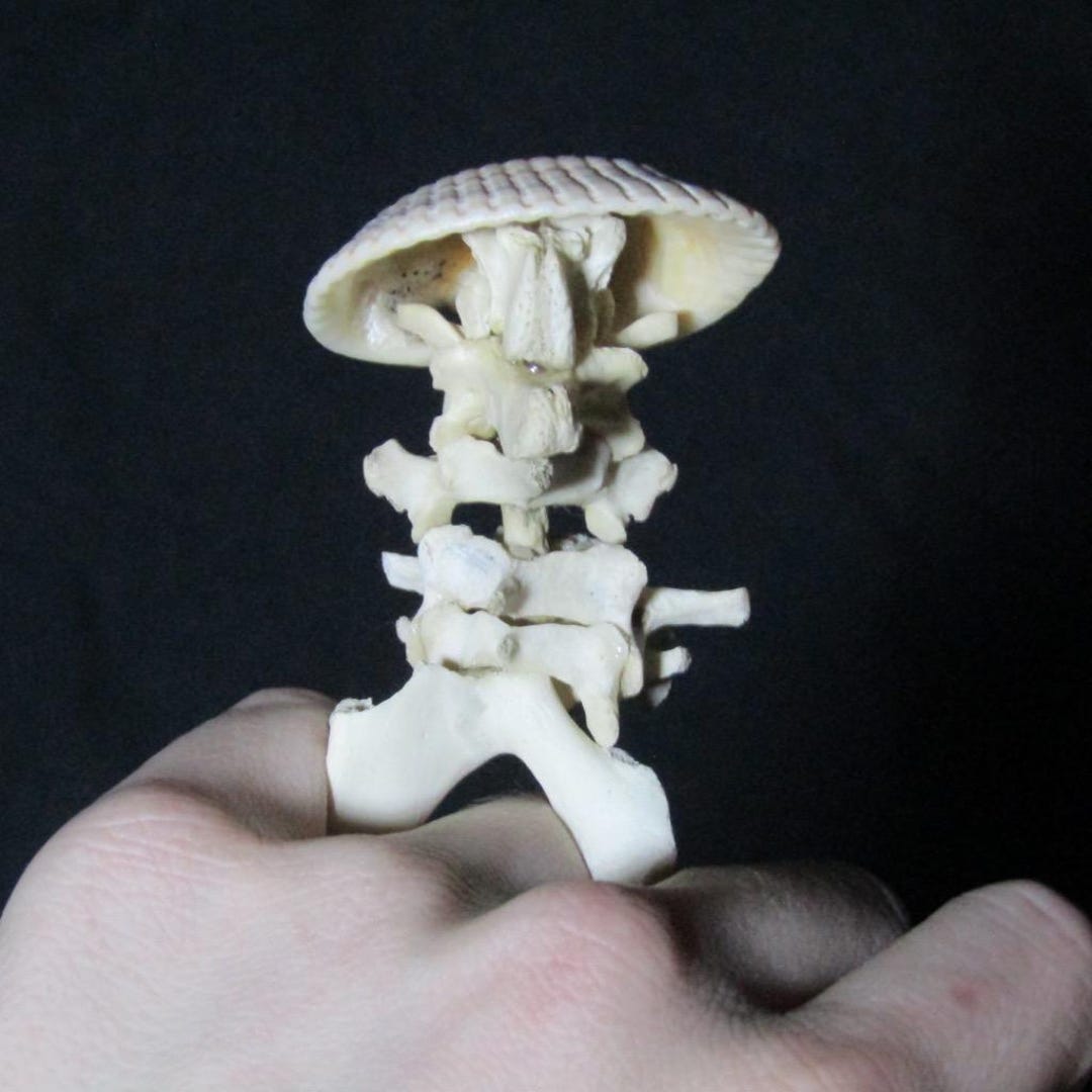 Estella Bone Beasts” Real Bone Sculpture, 3 1/2”x 1”, Worm Zarna ...