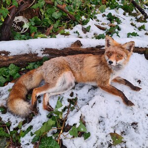 Fully Poseable Red Fox Soft Mount Taxidermy - Etsy