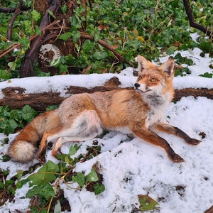 Fully Poseable Red Fox Soft Mount Taxidermy - Etsy