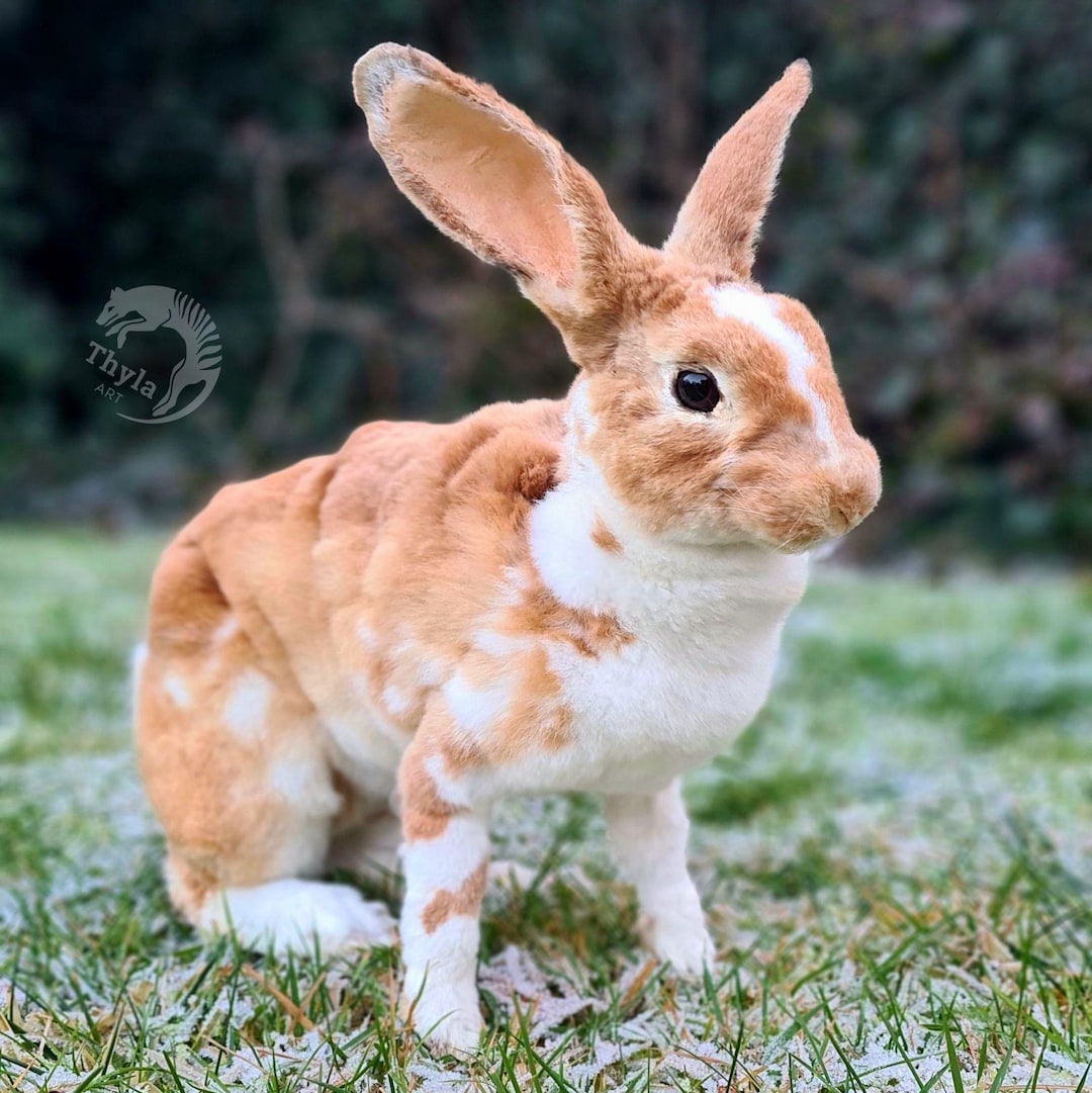 Fully Poseable Rex Rabbit Soft Mount Taxidermy - Etsy