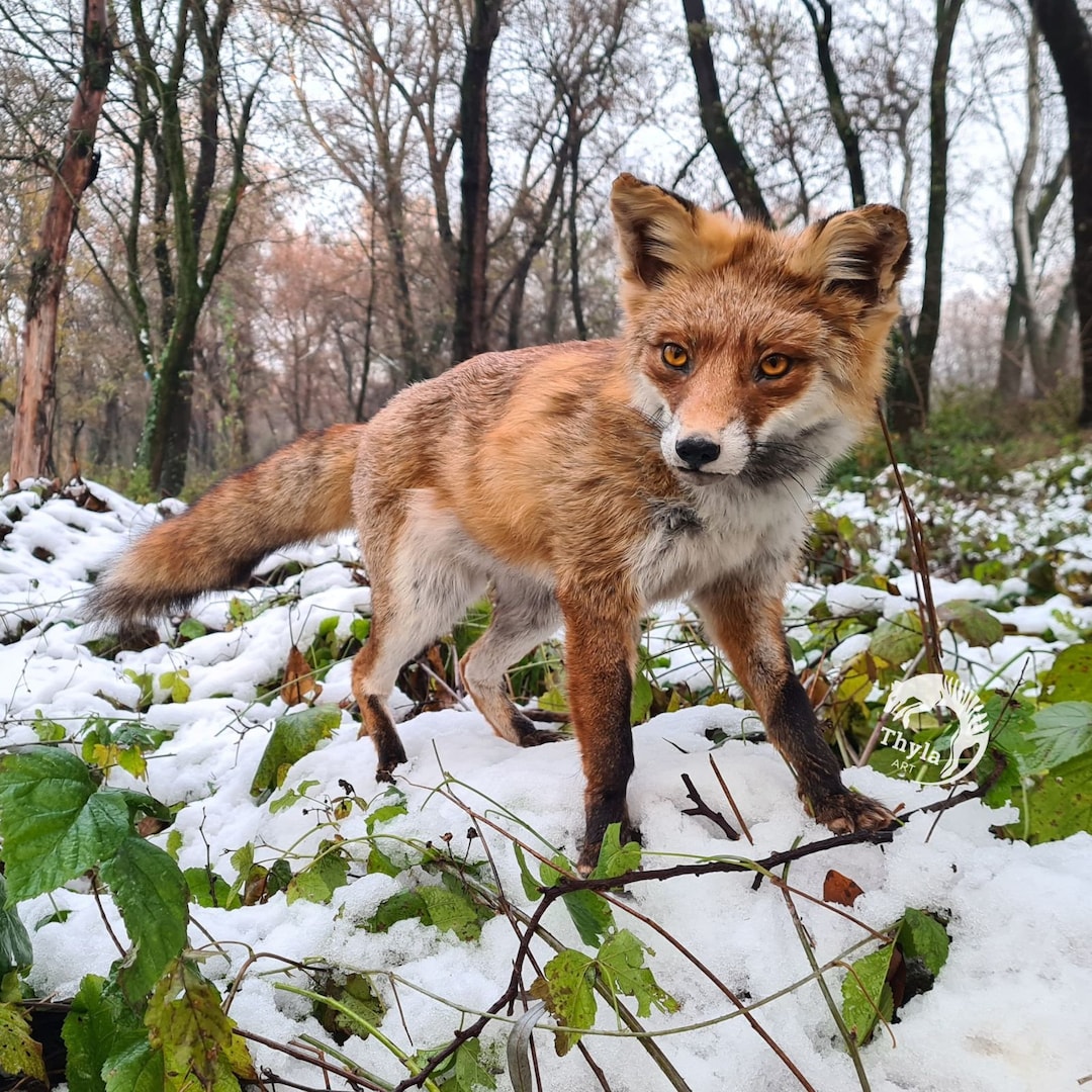 Fully Poseable Red Fox Soft Mount Taxidermy - Etsy