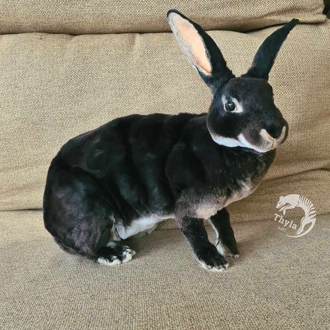 Fully Poseable Black Otter Rex Rabbit Soft Mount Taxidermy - Etsy