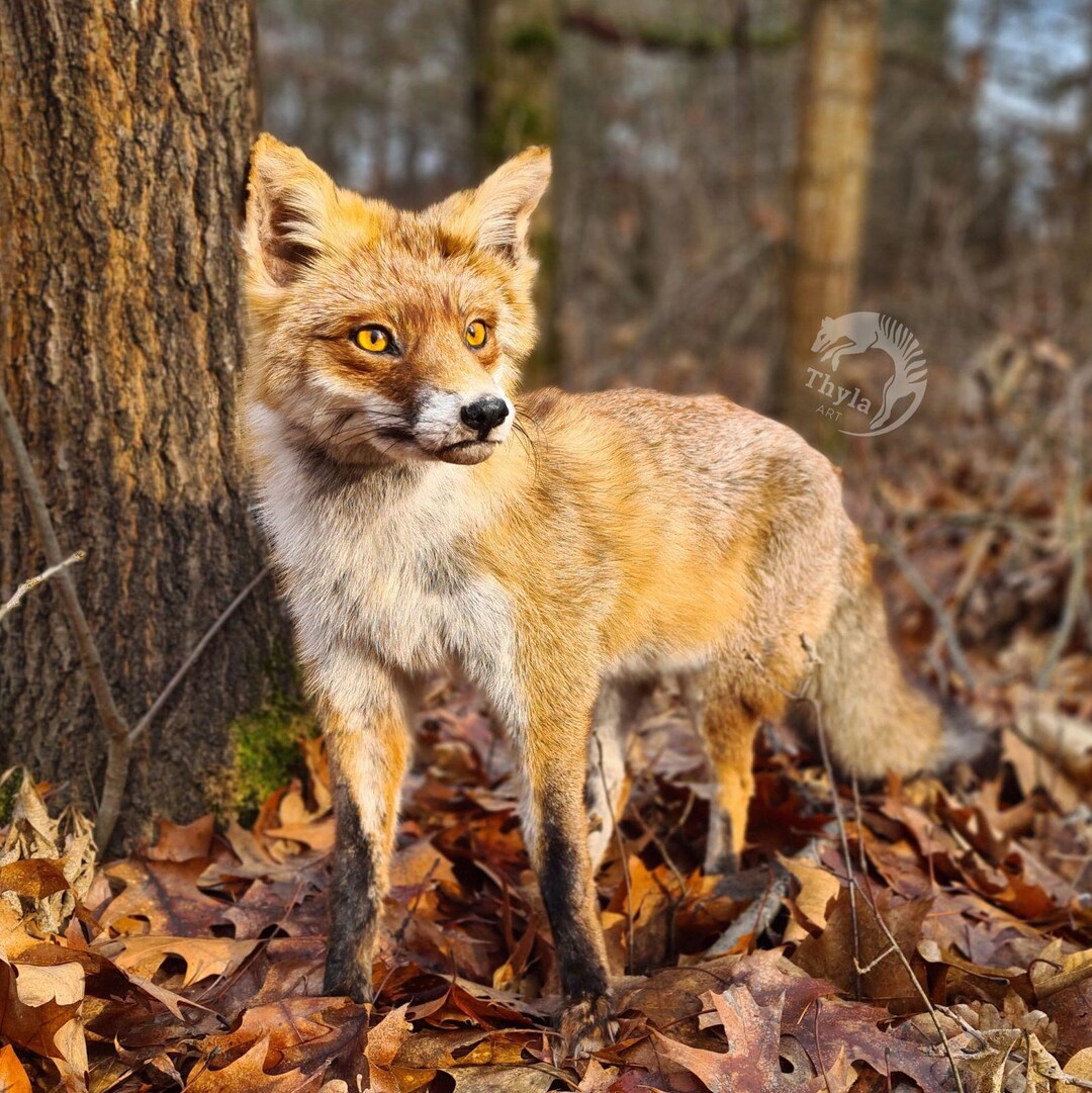 Fully Poseable Red Fox Soft Mount Taxidermy - Etsy Australia