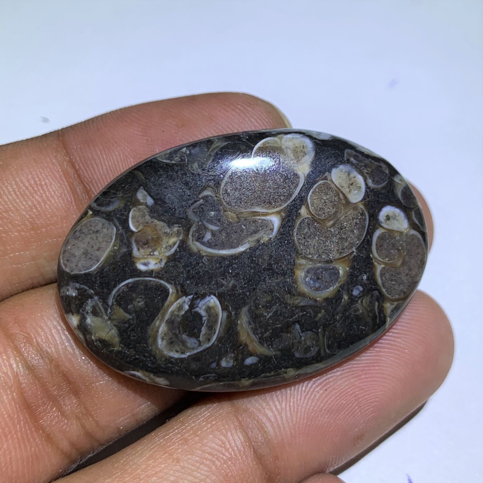 Natural Turritella Agate Gemstone Top Quality Turritella | Etsy