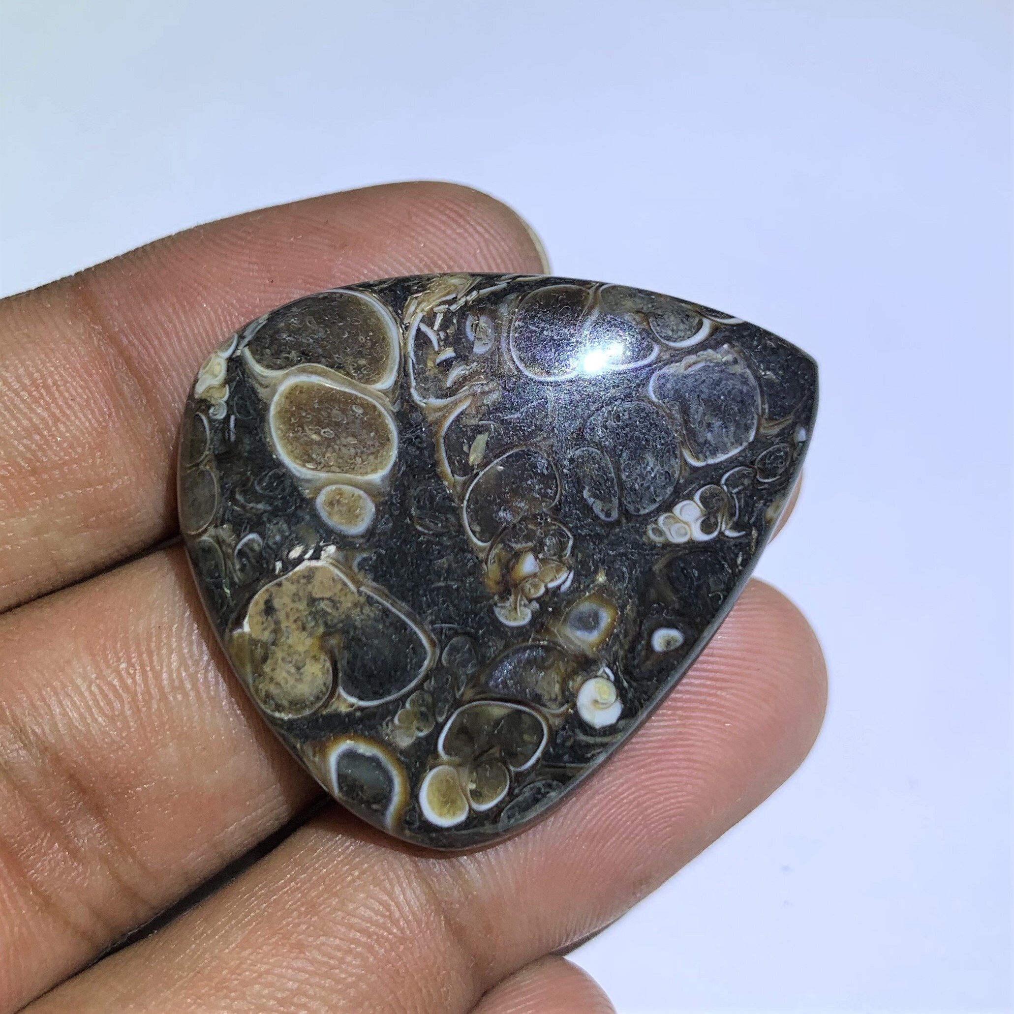 Natural Turritella Agate Gemstone Top Quality Turritella | Etsy