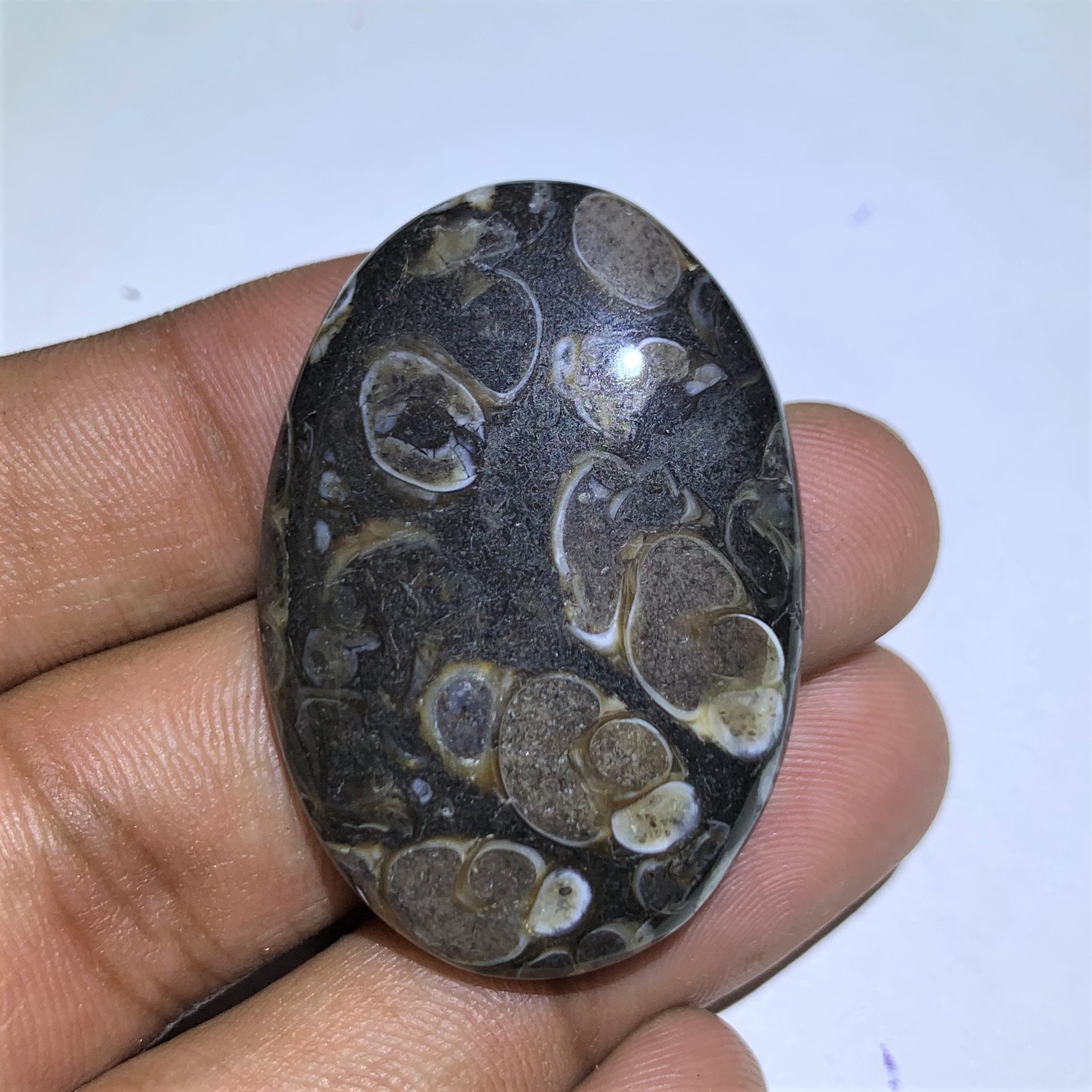 Natural Turritella Agate Gemstone Top Quality Turritella | Etsy