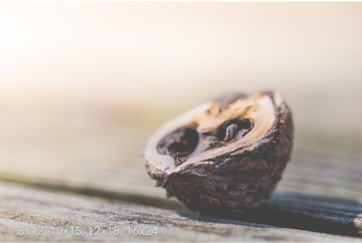 Walnut, Still Life, Photography, Print, Wall Art, Home Decor, Office ...