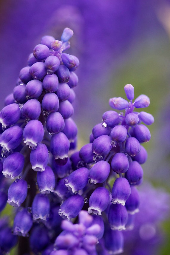 Grape Hyacinth Purple Bloom