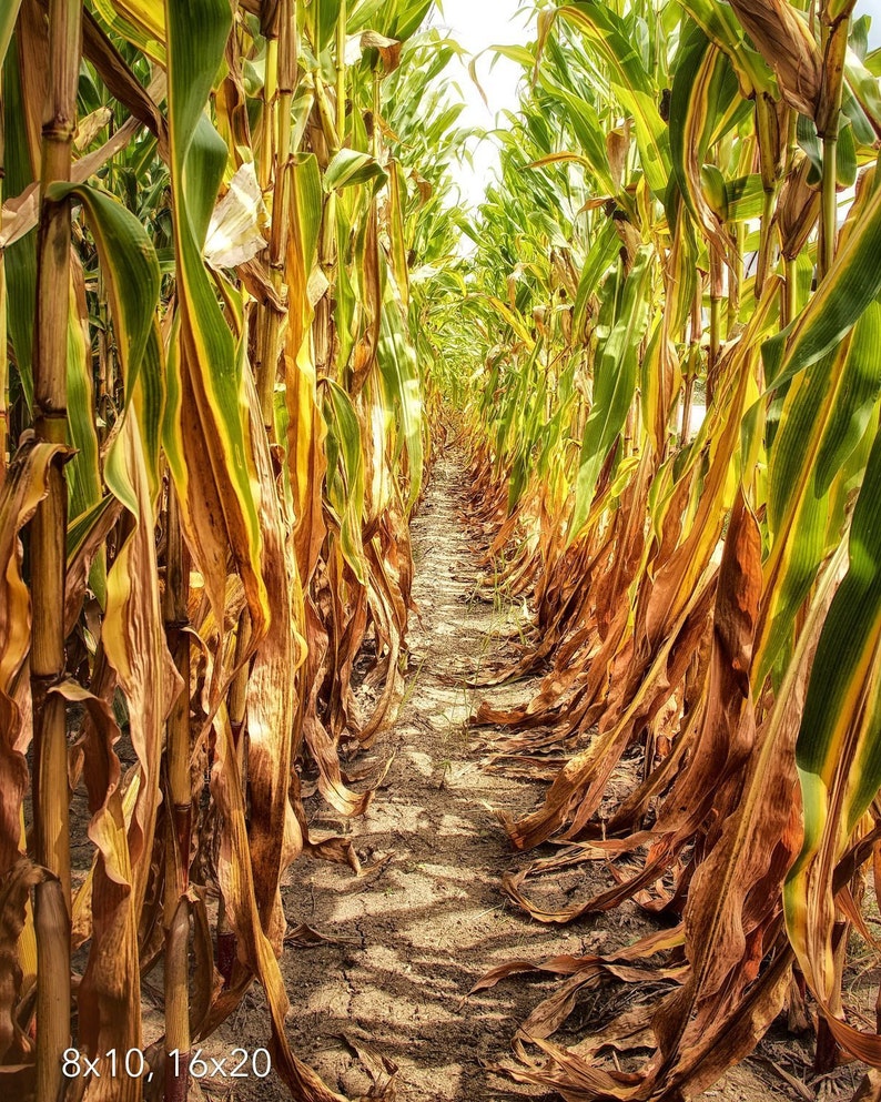 Corn, Photography Print, Fine Art, Rural Art, Home Decor, Rustic Decor ...