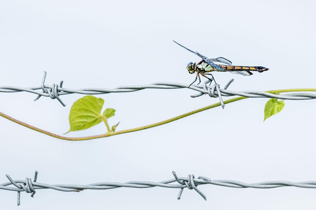 Barbed Wire Balancing Act, Dragonfly, Nature, Canvas, Canvas Art ...