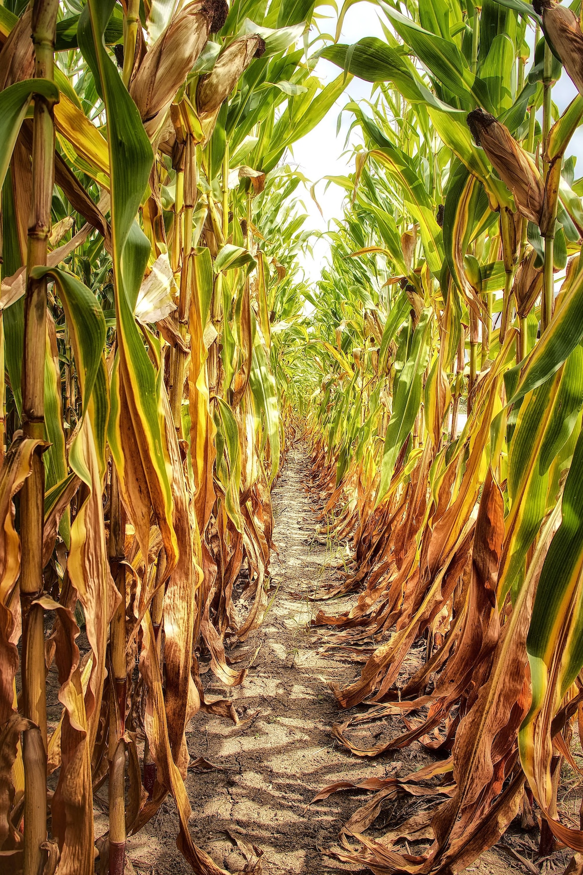 Corn, Photography Print, Fine Art, Rural Art, Home Decor, Rustic Decor ...