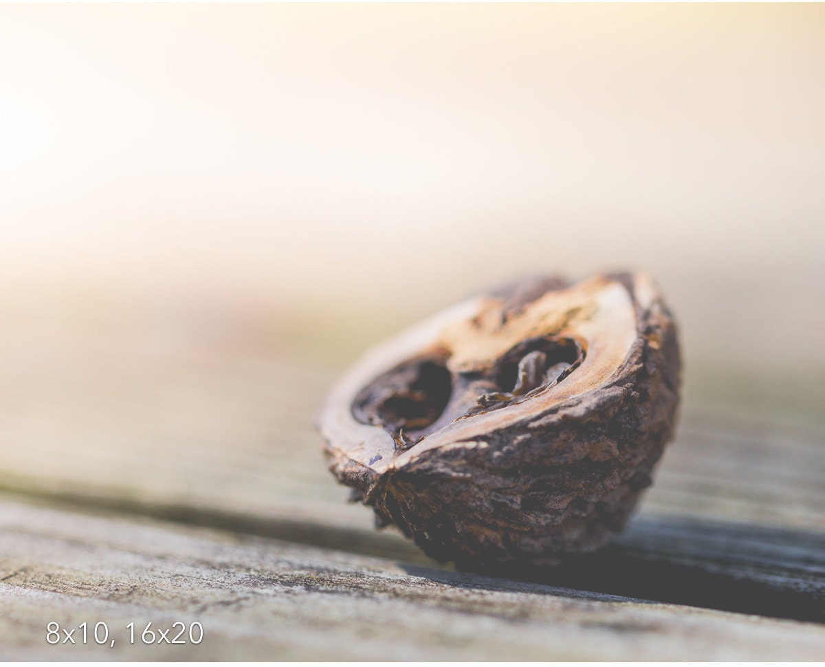 Walnut, Still Life, Photography, Print, Wall Art, Home Decor, Office ...