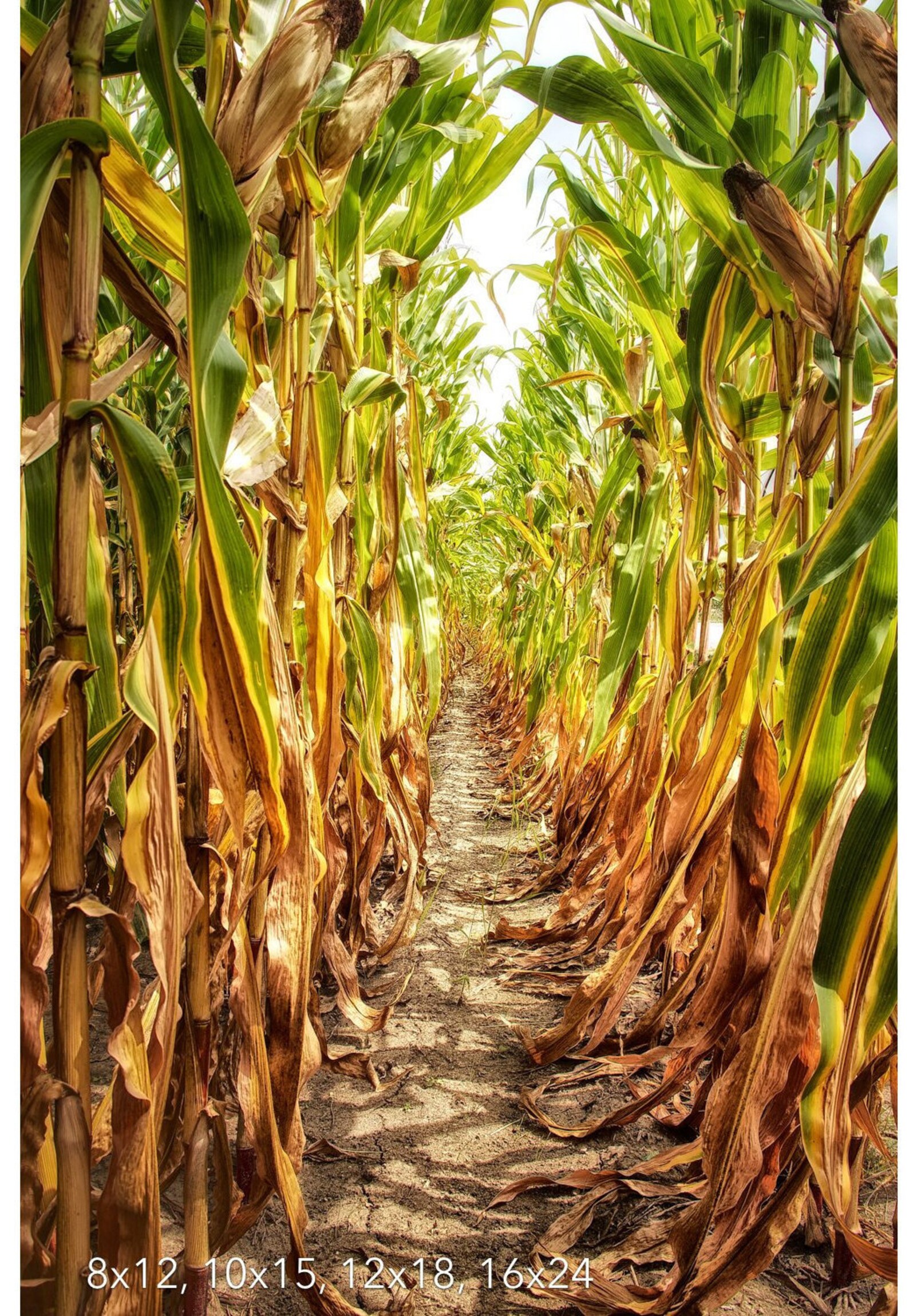 Corn, Photography Print, Fine Art, Rural Art, Home Decor, Rustic Decor ...