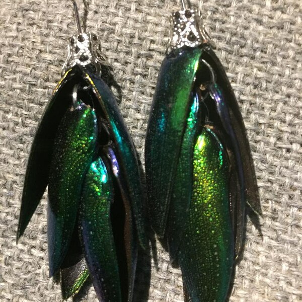 Jewel Beetle Wings - Etsy