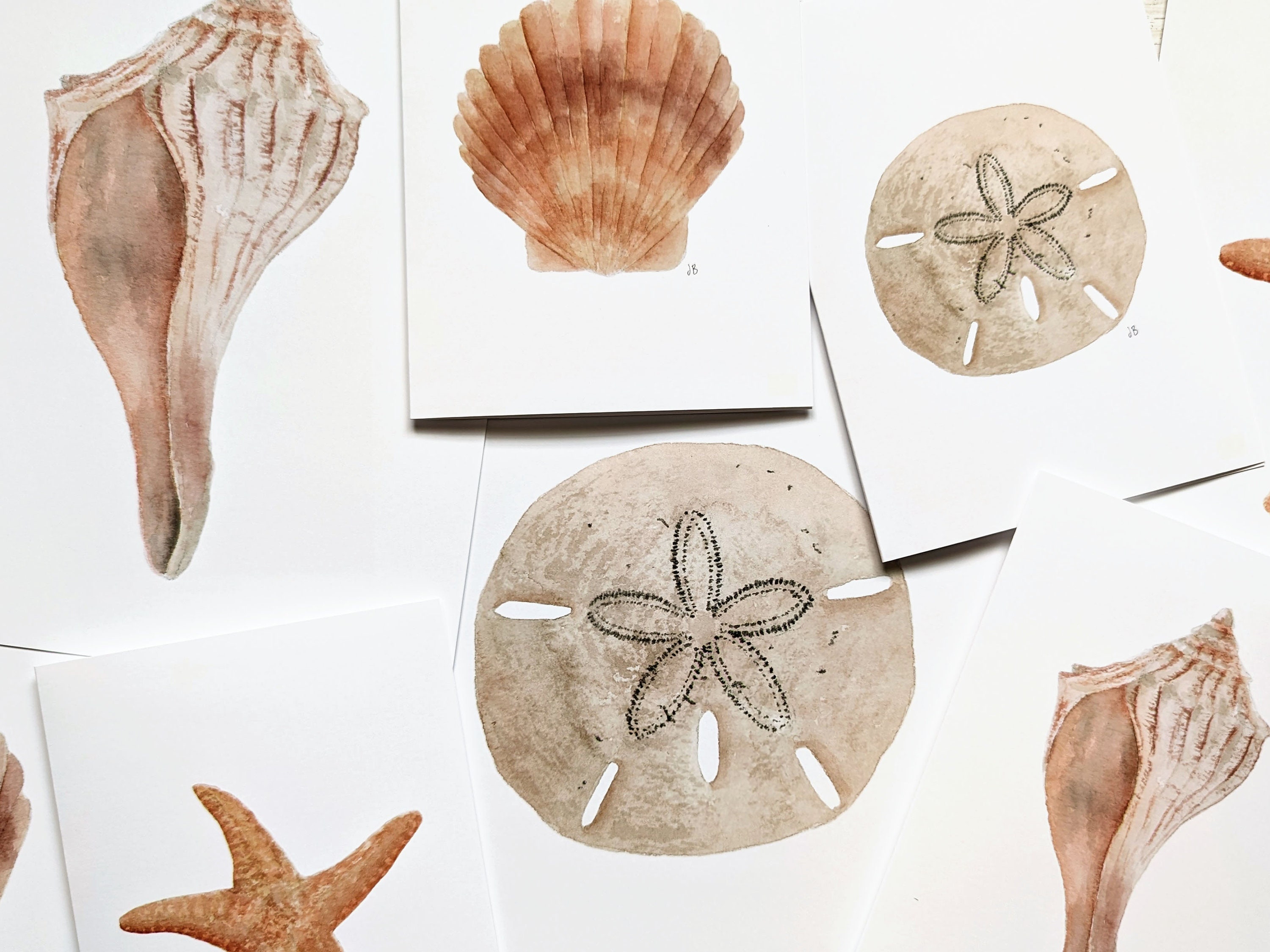 Sand Dollar Seashell Watercolor Print - Etsy