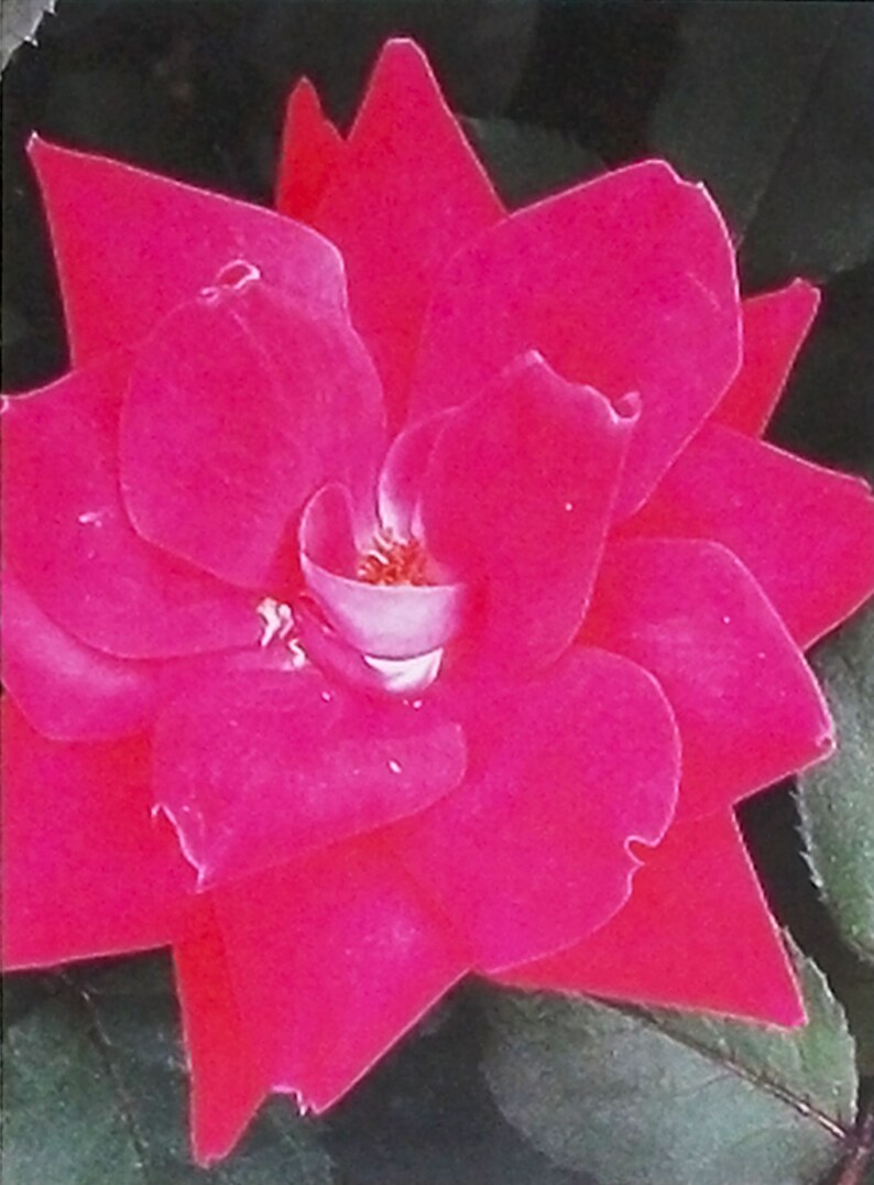 Fragrant Tea Rose Flower Color Photography - Etsy