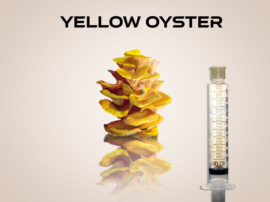 Commercial Golden Oyster Liquid Culture pleurotus - Etsy