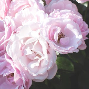 Pink Roses Wallpaper Desktop Background MacBook Desktop Organizer ...