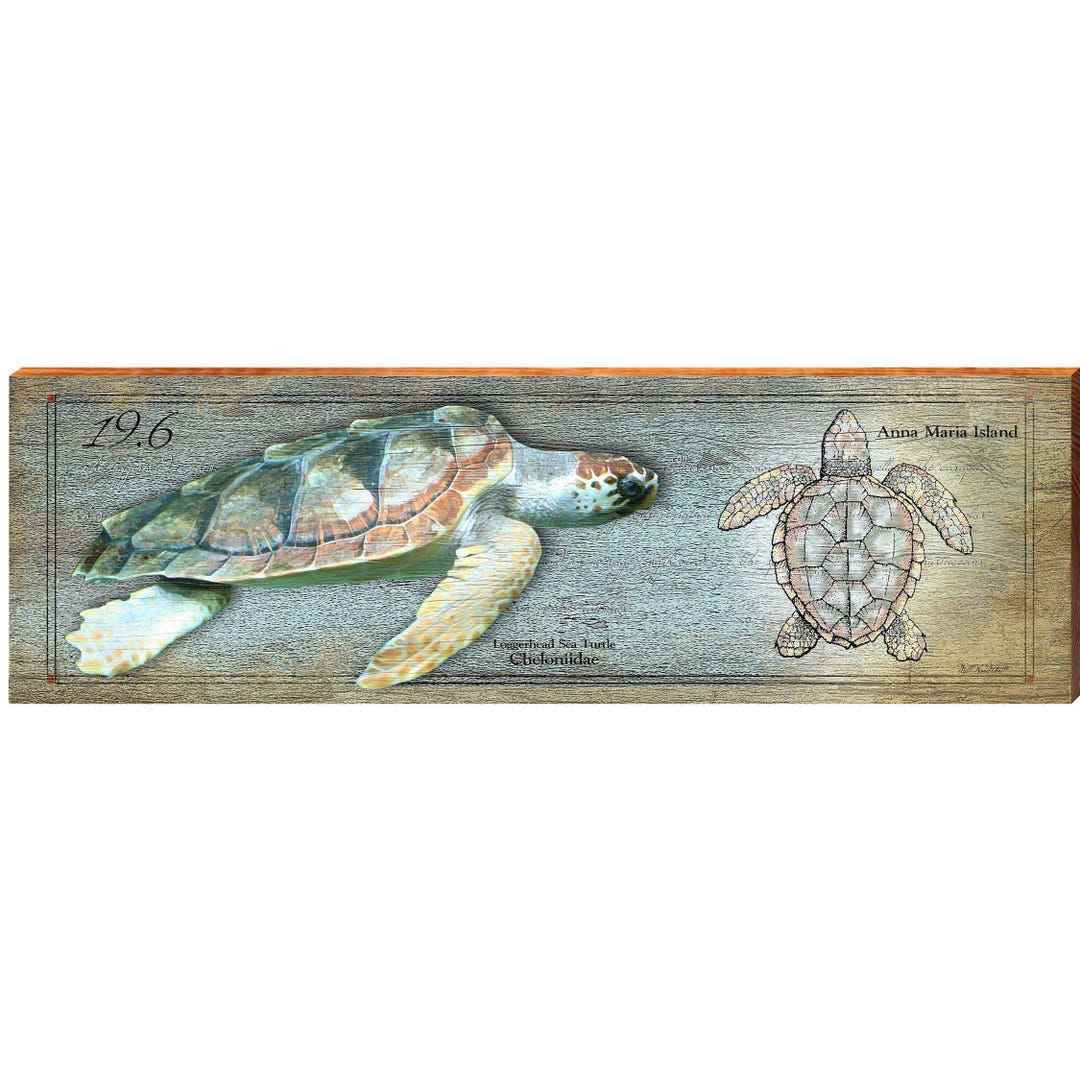 Anna Maria Island Loggerhead Sea Turtle Study | Wall Art Print on Real ...