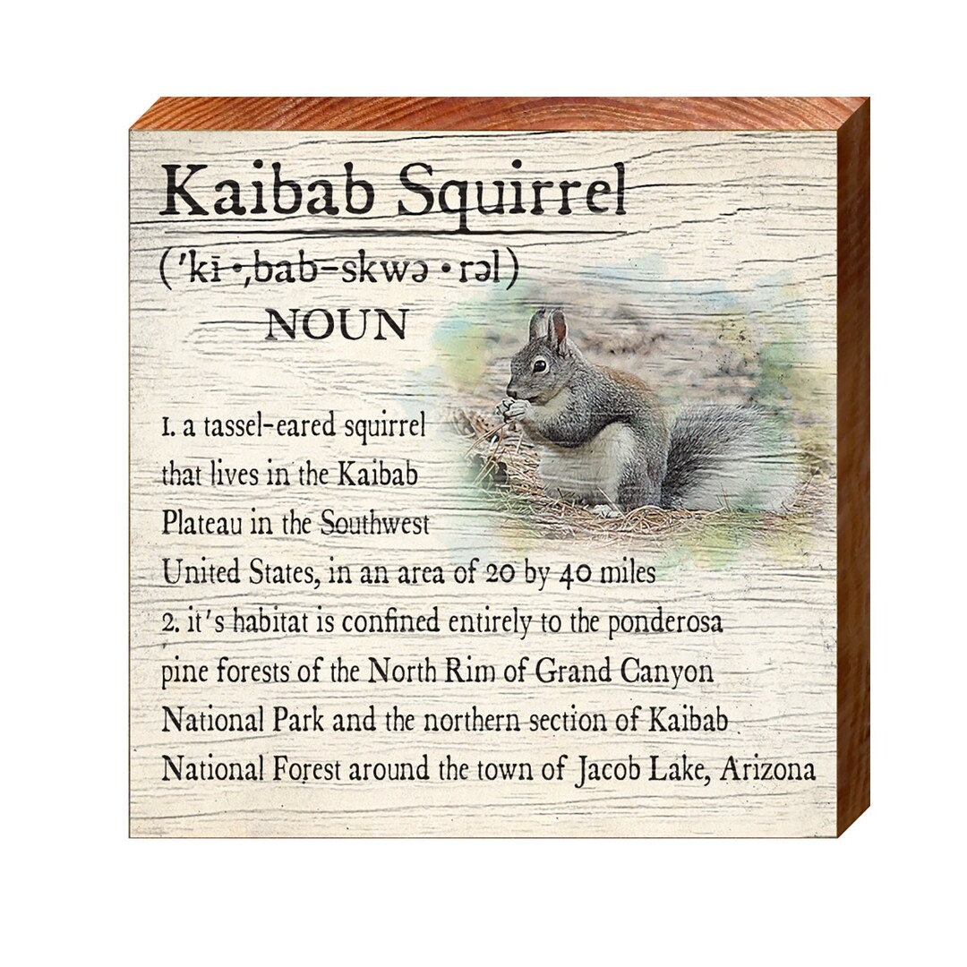 Kaibab Squirrel Definition Wooden Sign Wall Art Print on Real Wood - Etsy
